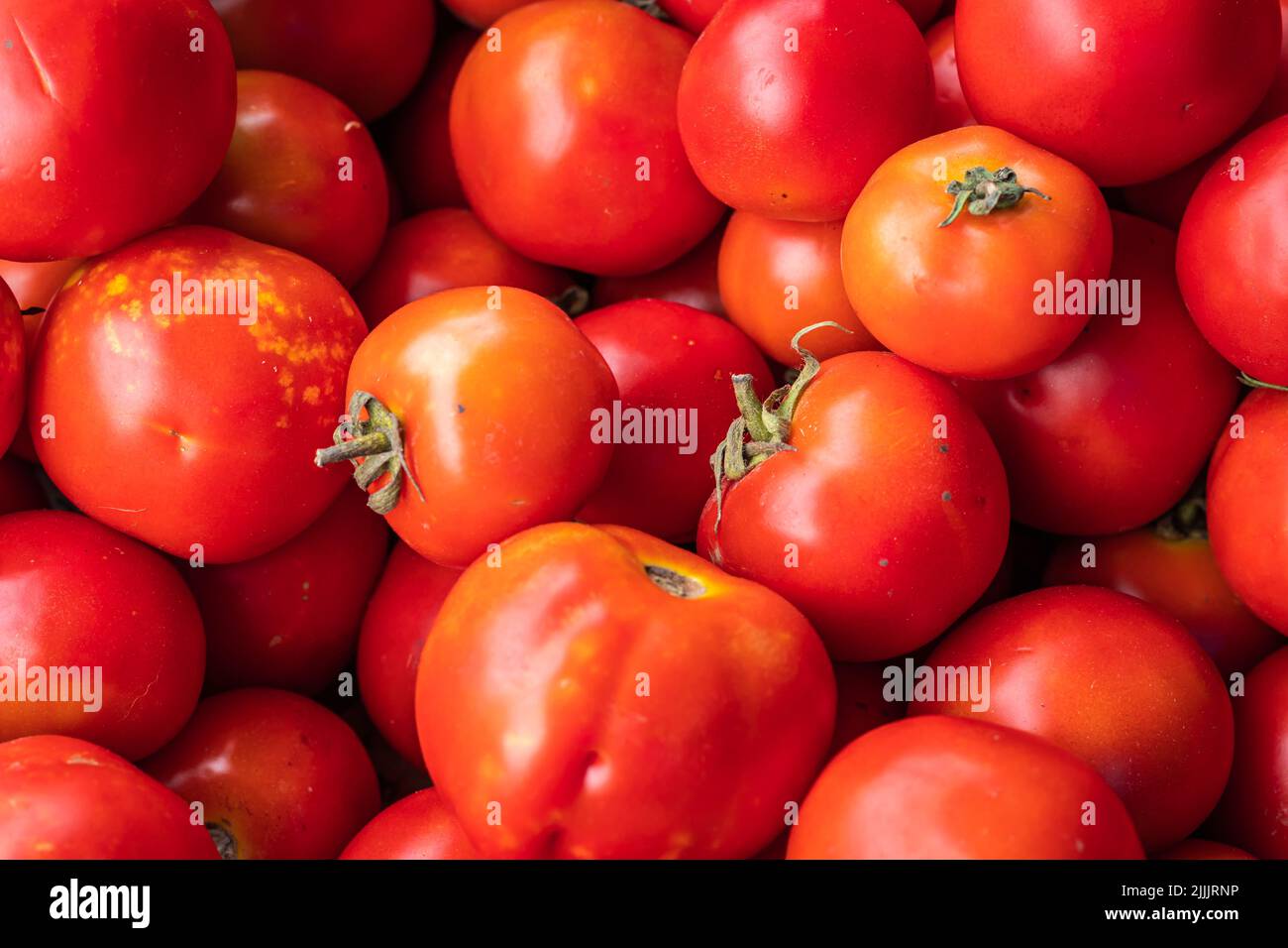 fresh organic tomatoes from farm close up from different angle Stock ...