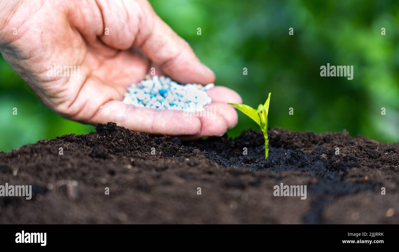 Farmer hand giving chemical fertilizer to young plant Stock Photo - Alamy