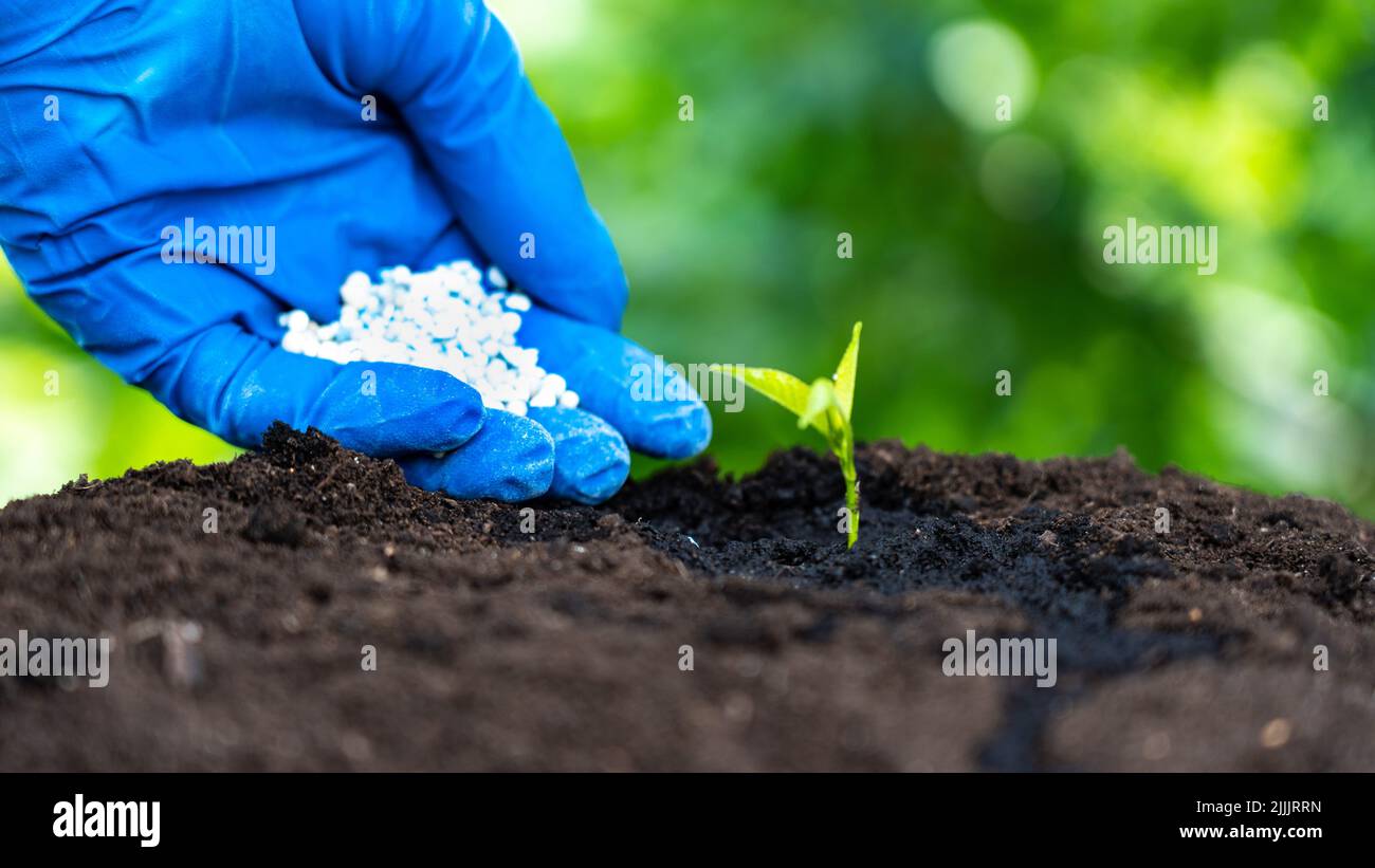 Farmer hand giving chemical fertilizer to young plant Stock Photo - Alamy