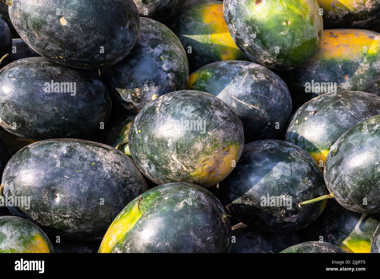 fresh organic watermelons from farm close up from different angle Stock ...