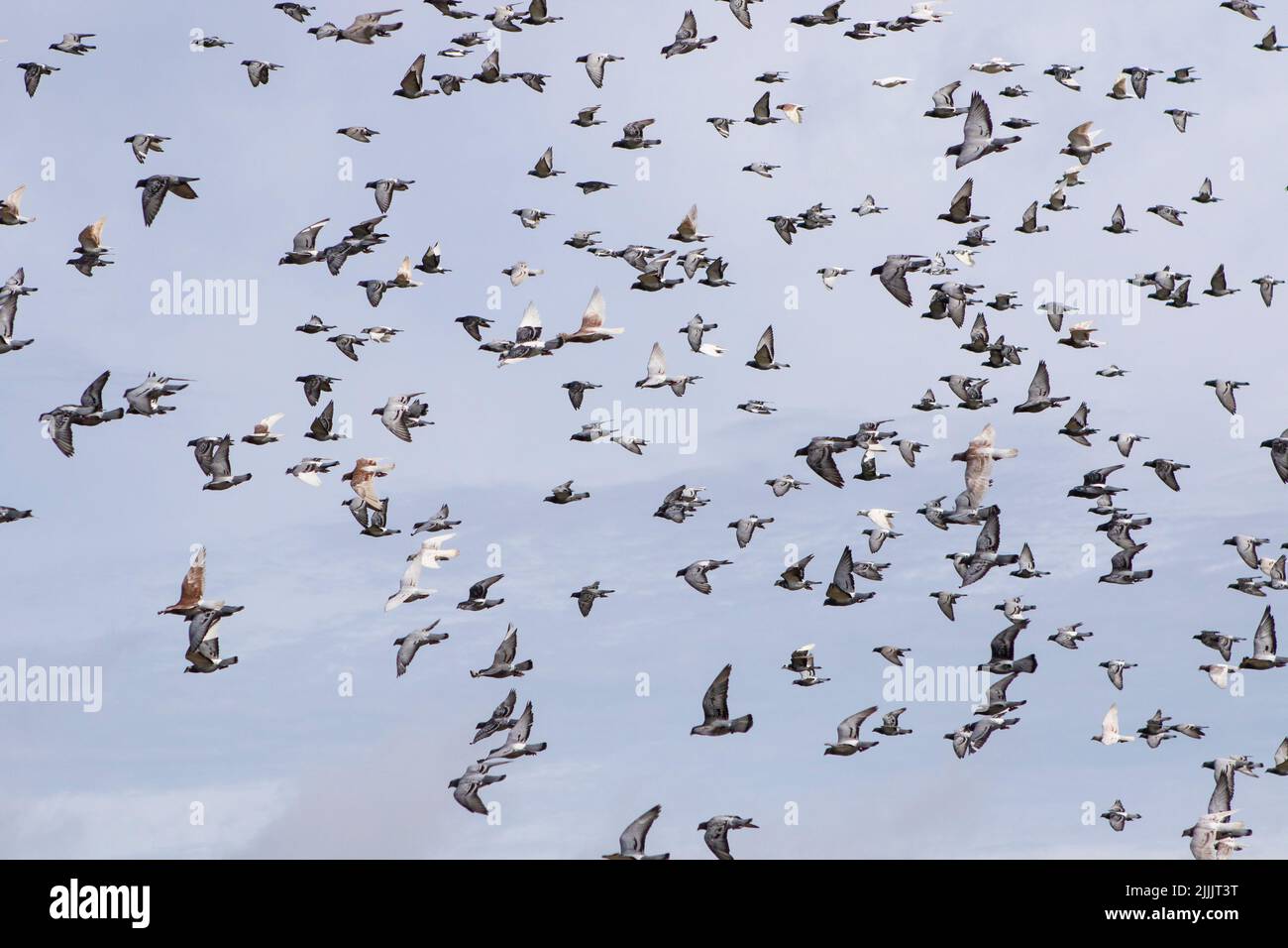 flock of speed racing pigeon flying against clear blue sky Stock Photo ...