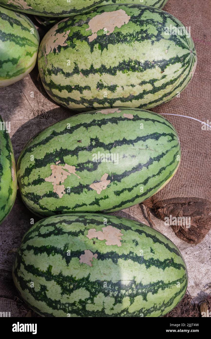 fresh organic watermelons from farm close up from different angle Stock ...