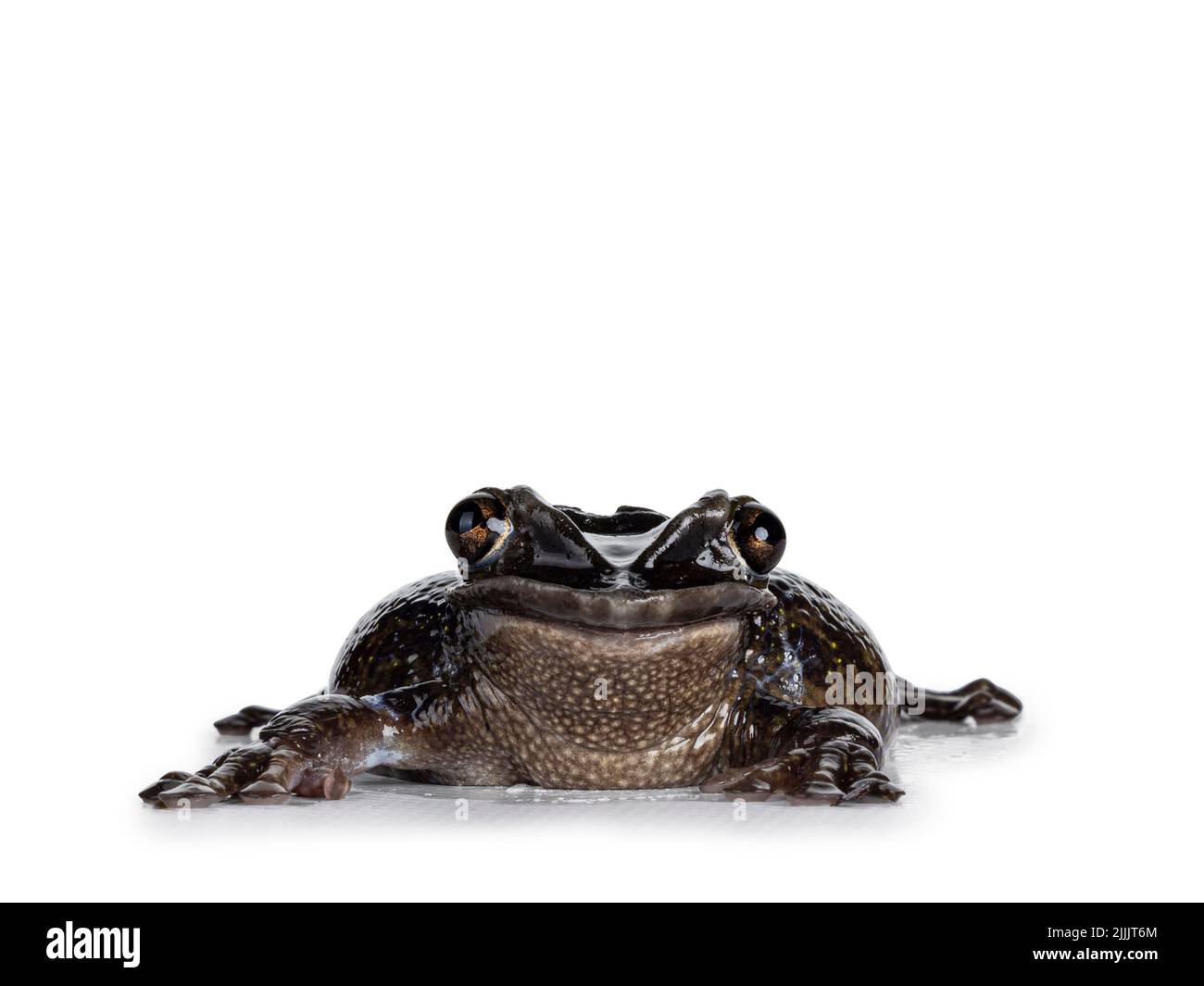 Yucatán Casque-headed Tree Frog aka Triprion petasatus, sitting facing ...