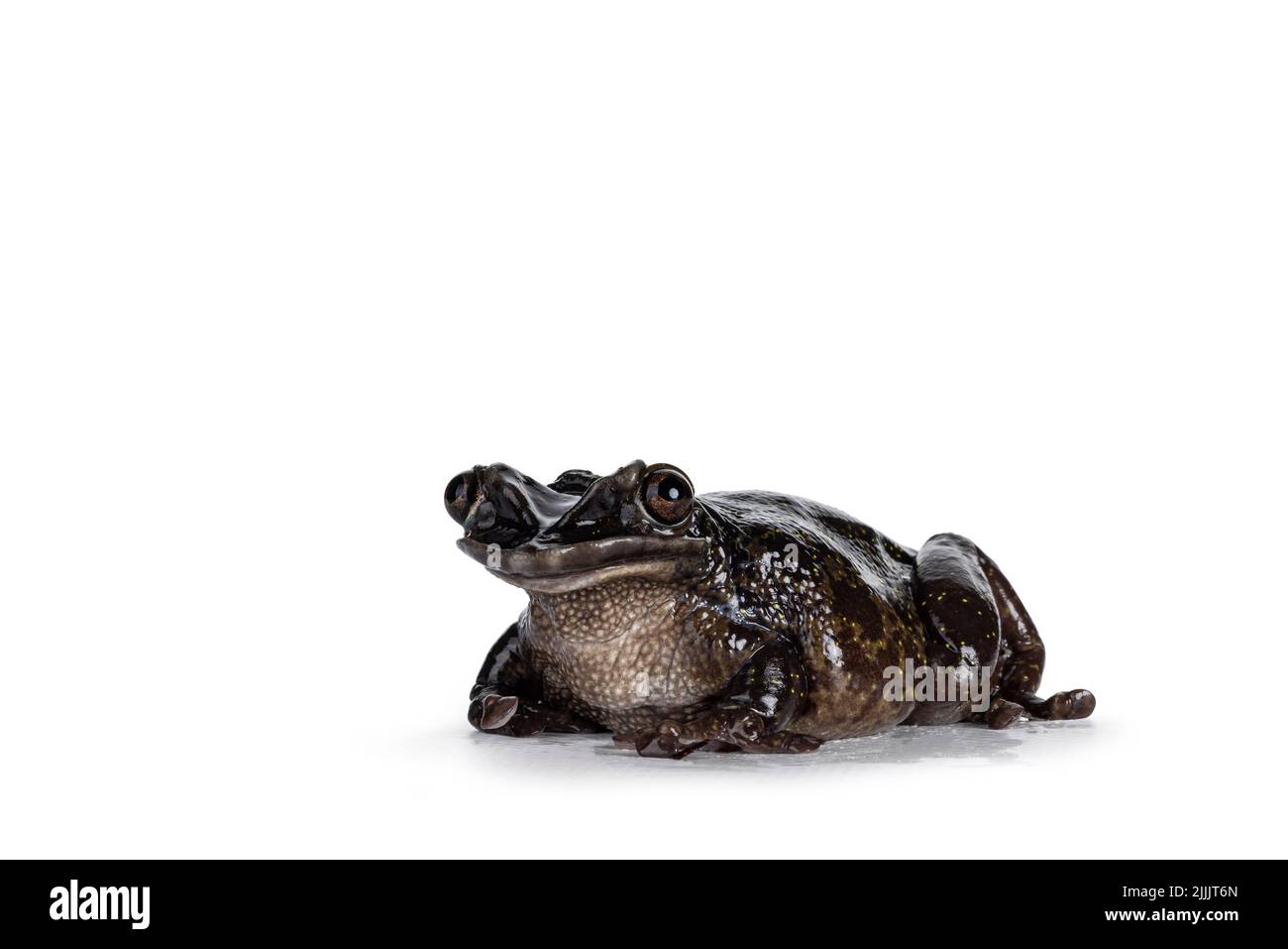 Yucatan casque headed tree frog Cut Out Stock Images & Pictures - Alamy