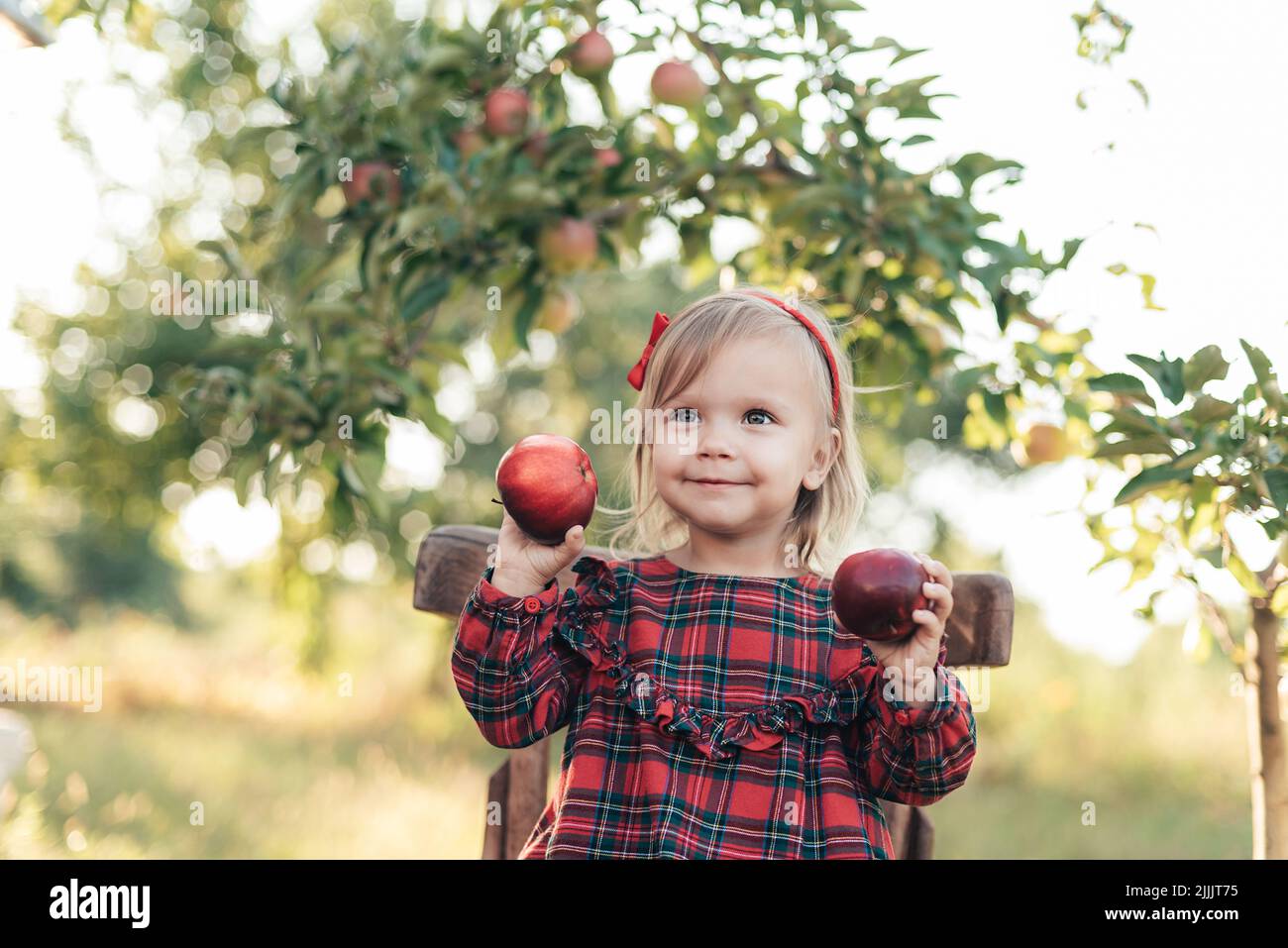 Child picking apples on farm in autumn. Little girl playing in apple ...