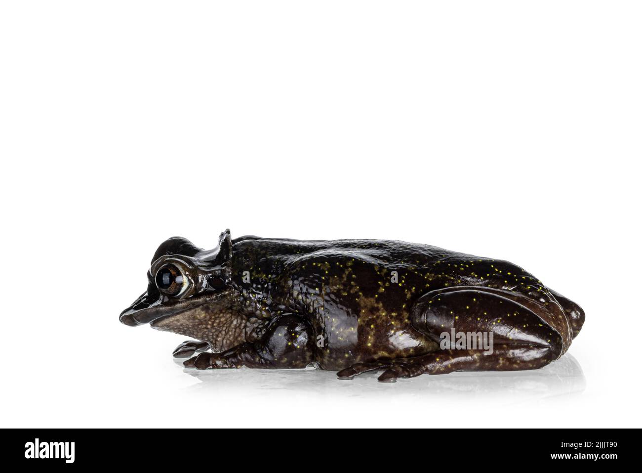 Yucatán Casque-headed Tree Frog aka Triprion petasatus, sitting side ...
