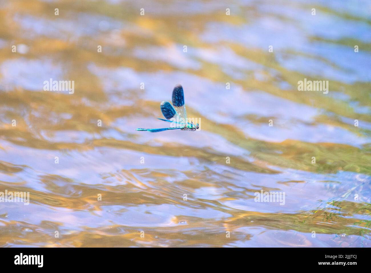dragonfly in flight Stock Photo - Alamy