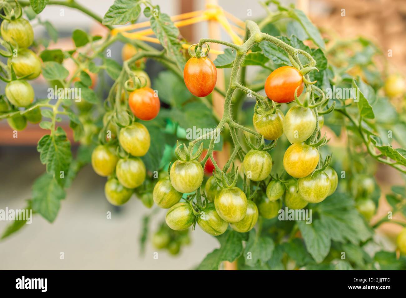 Beautiful red ripe cherry tomatoes grown in a greenhouse Stock Photo - Alamy