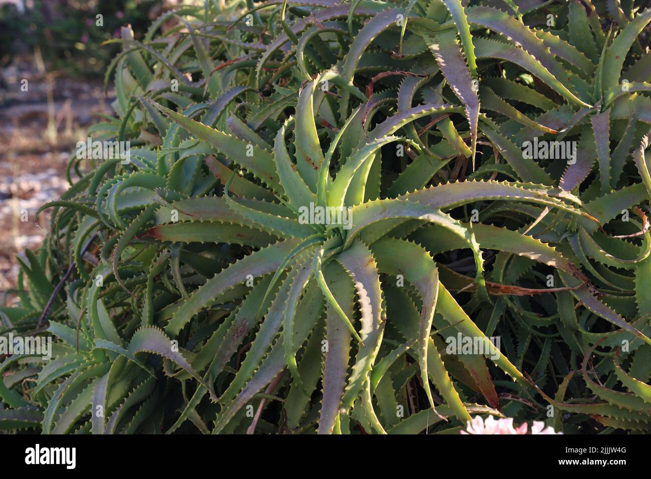 Close up Aloe Vera Plant Stock Photo - Alamy