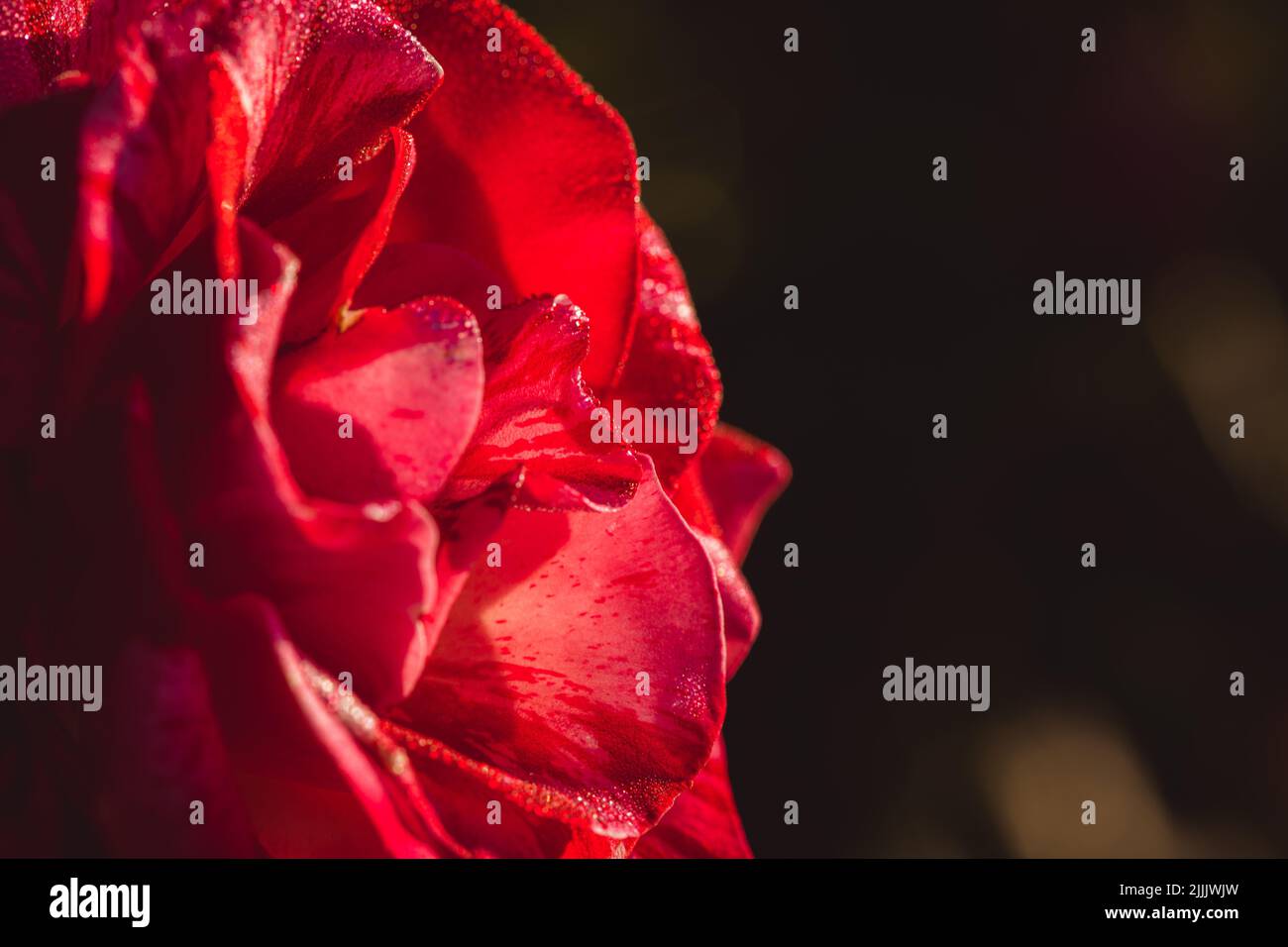 A close up side view of a scented red rose, green background Stock ...
