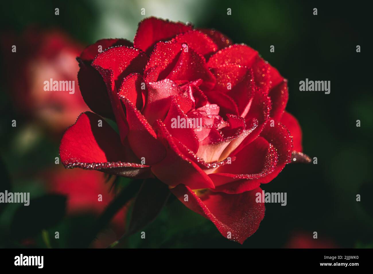 A close up side view of a scented red rose with water drops after ...