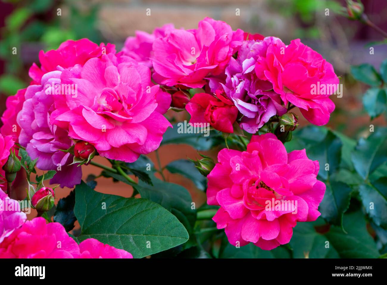 Roses floribunda bright pink red flowers in garden lawn. A bed of ...
