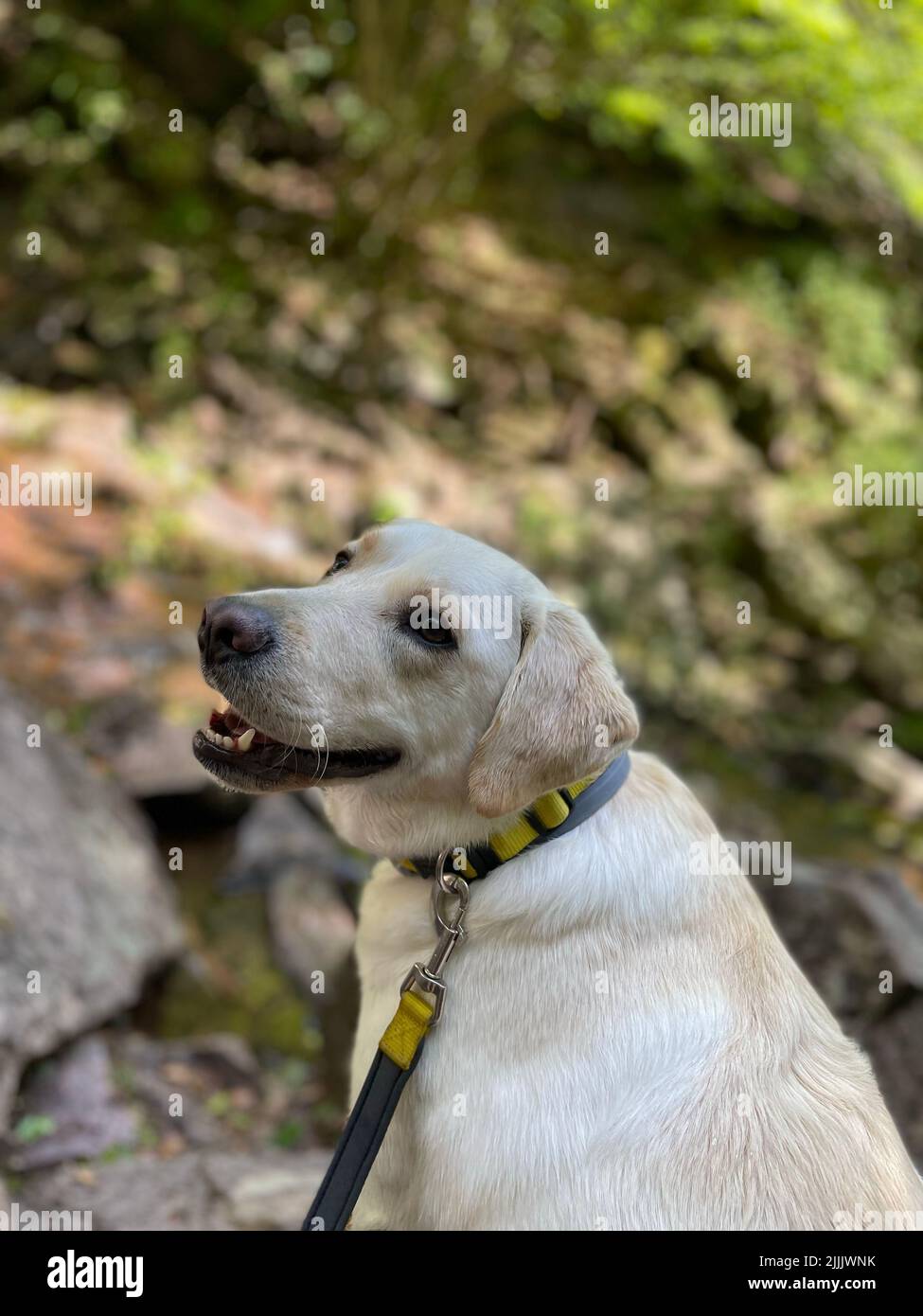 The vertical view of a white Labrador smiling wearing collar necklace ...