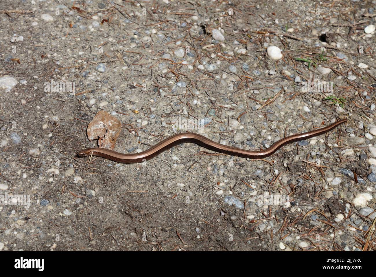 Westliche blindschleichen hi-res stock photography and images - Alamy