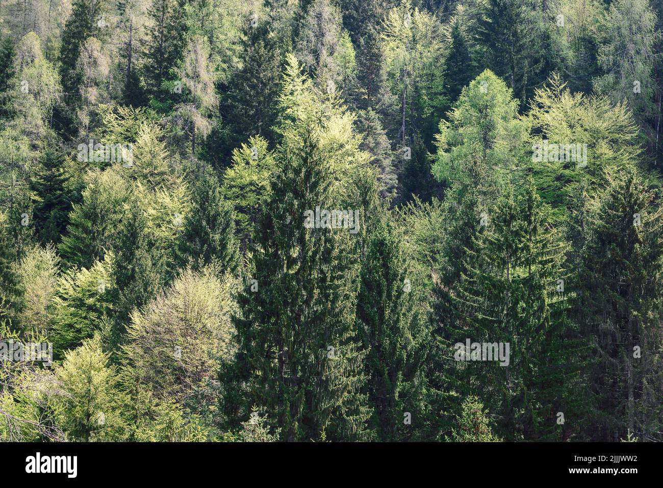 Forest background. View from above on the crowns of old huge spruce ...