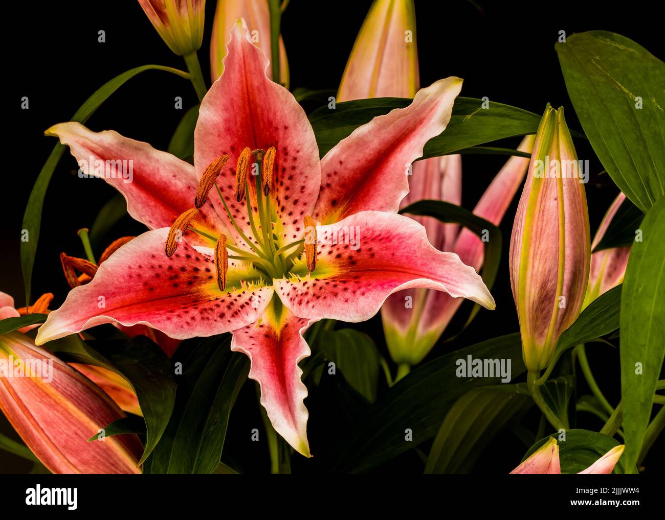 Image of an asiatic or oriental lily, lillium asiatica showing the ...