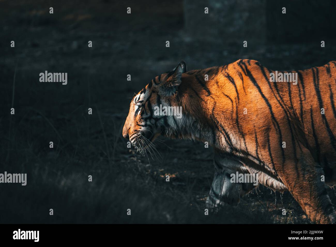 A majestic Bengal tiger drying himself in the early morning sun Stock ...