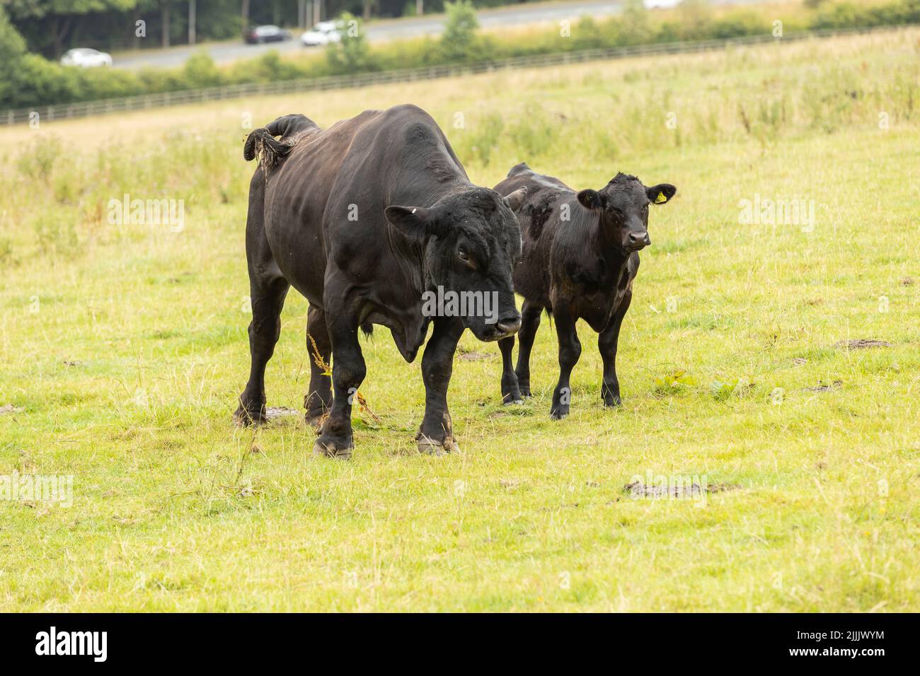 large black stud bull standing next to one of its calfs in pasture ...