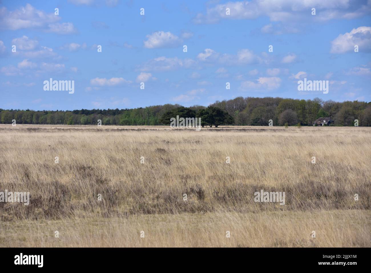 A heath with dry grass and green trees under the clear sky with small ...