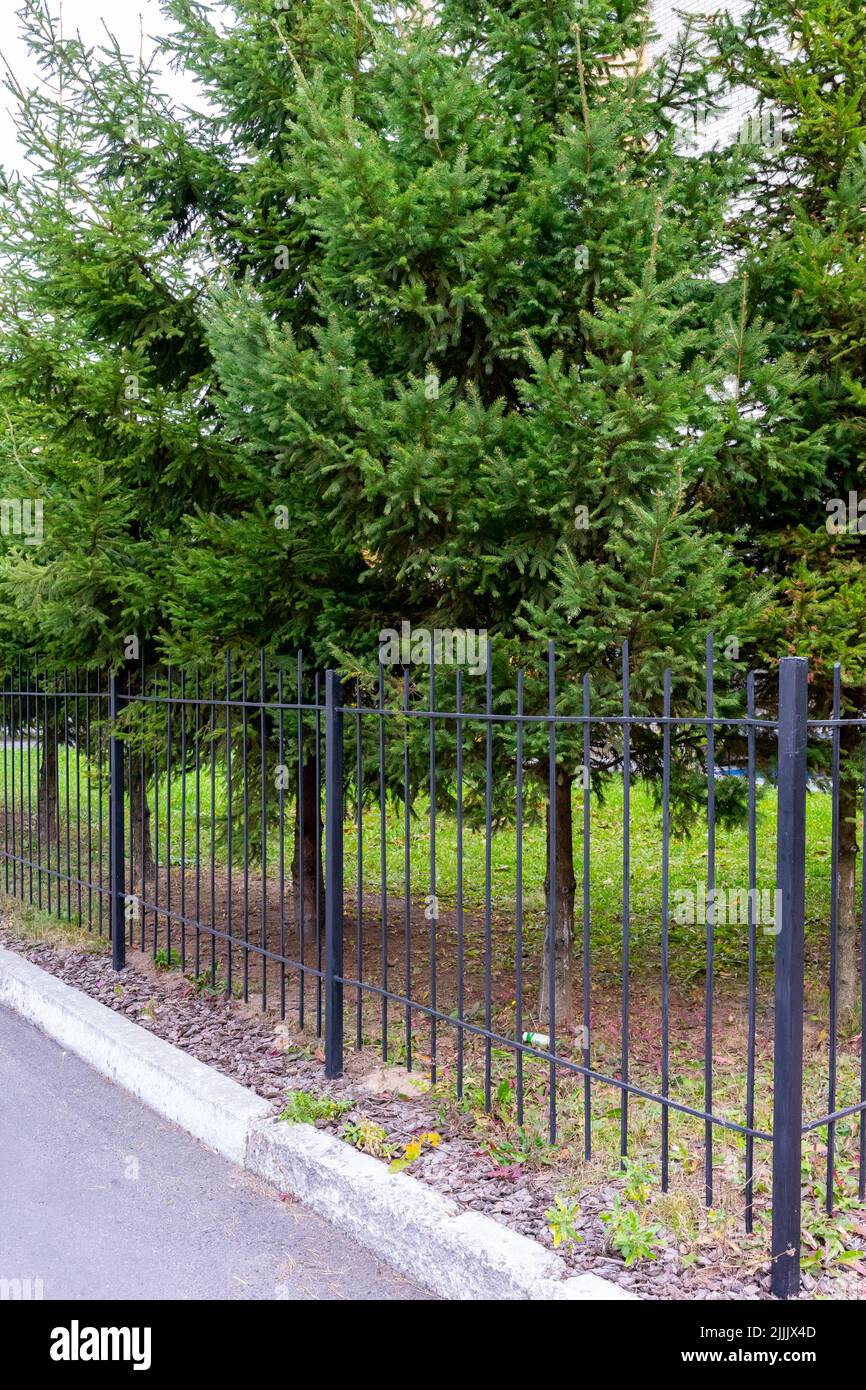 Landscaping of cities with coniferous tree species Stock Photo - Alamy
