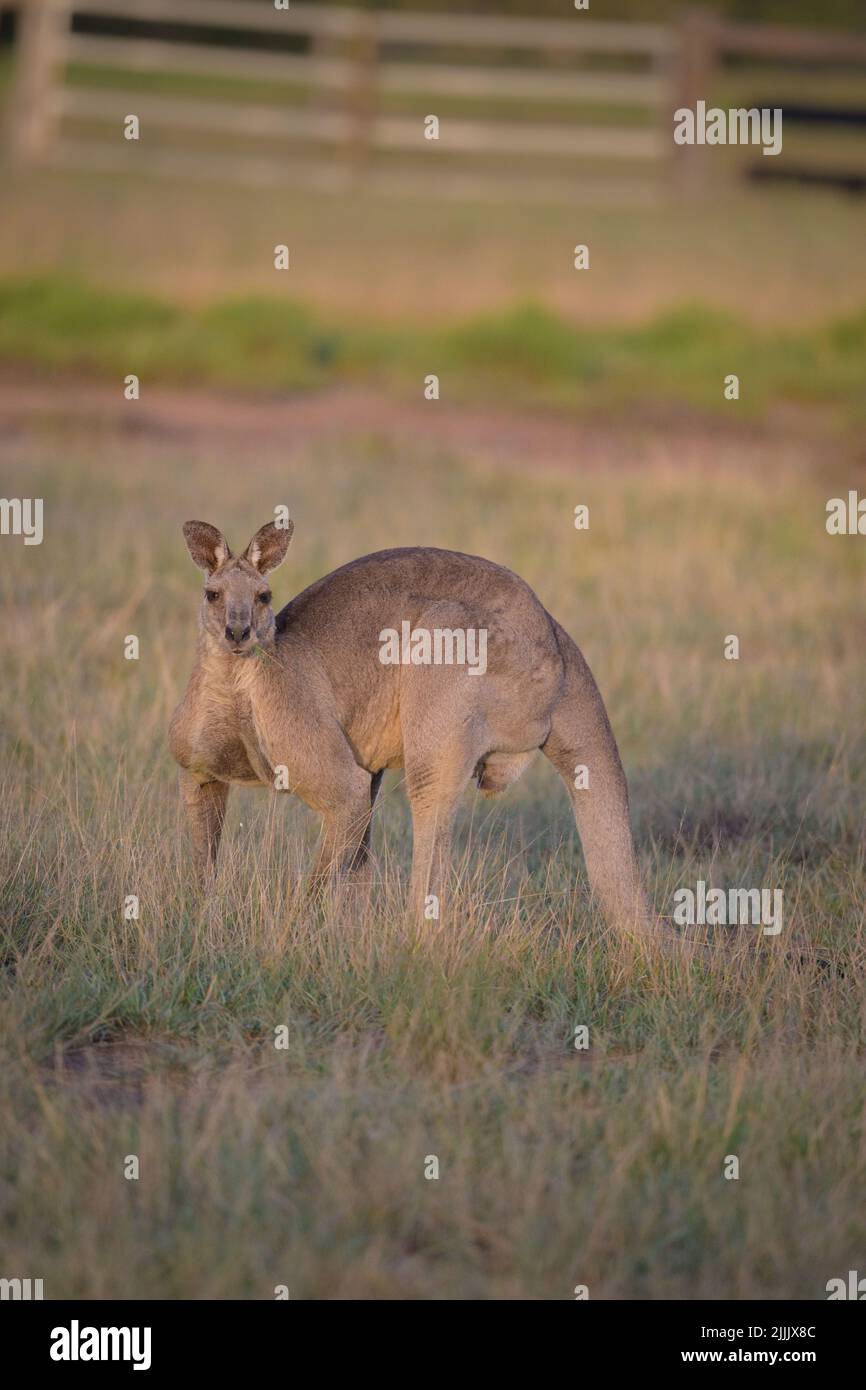 Eastern grey buck kangaroo hi-res stock photography and images - Alamy