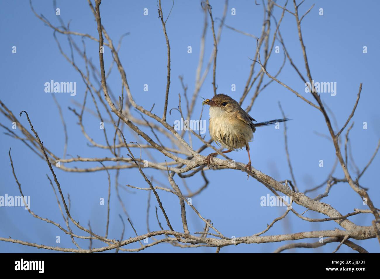 Wren flying hi-res stock photography and images - Alamy