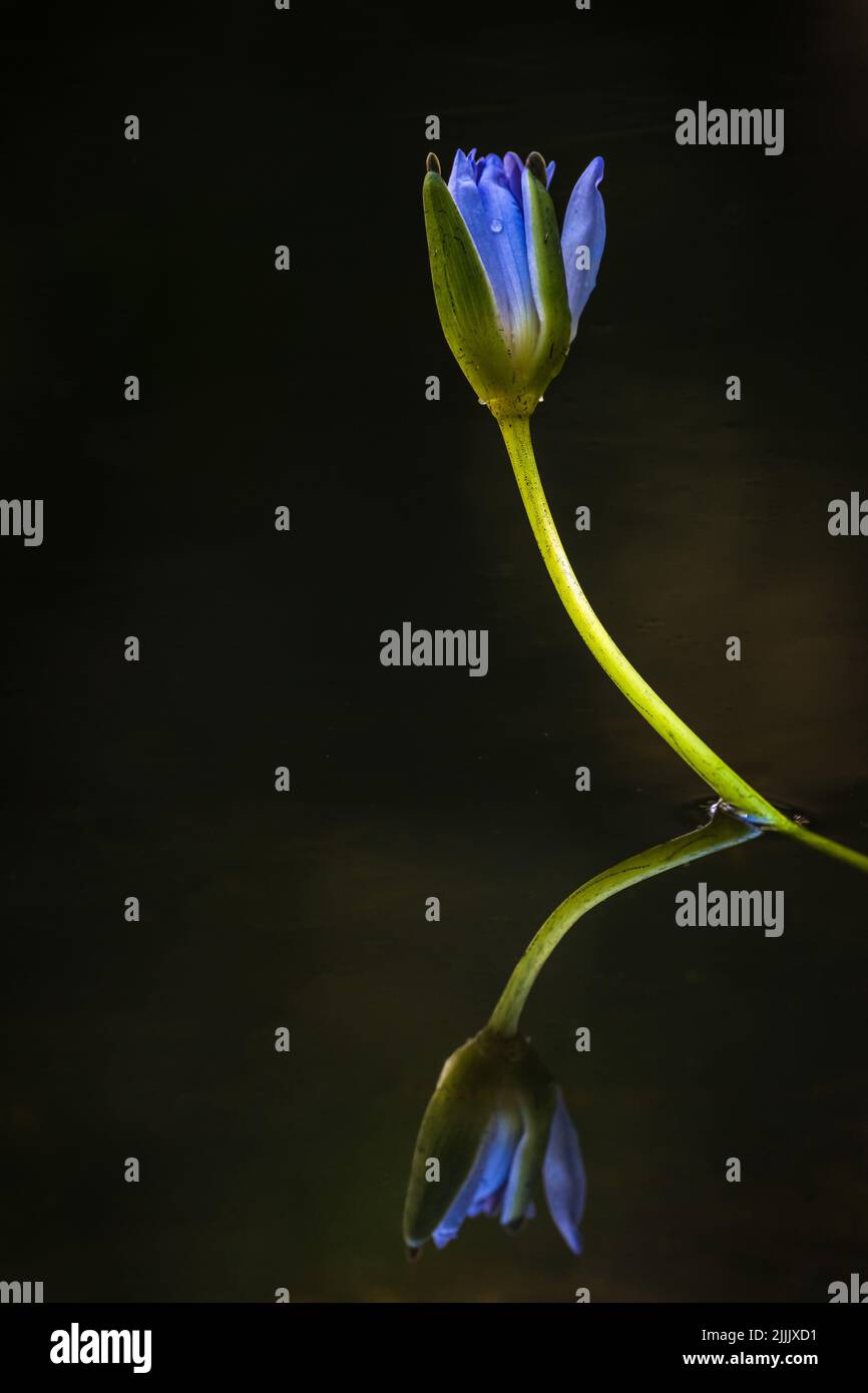 The simple breathtaking elegance of a purple waterlily displaying a ...