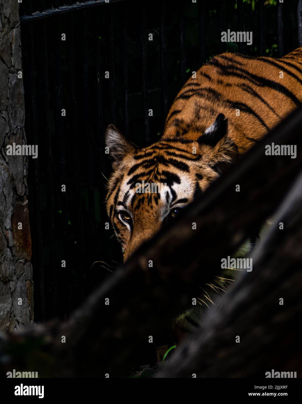 A vertical shot of a majestic Bengal tiger peeking from behind a fallen ...