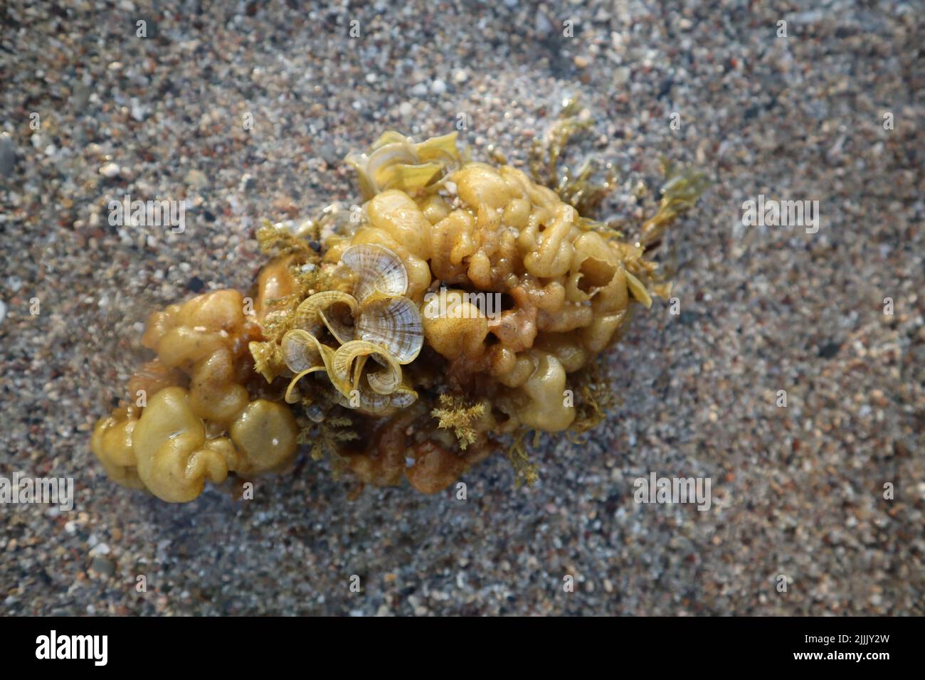 The close-up top view of a Colpomenia brown algae Stock Photo - Alamy