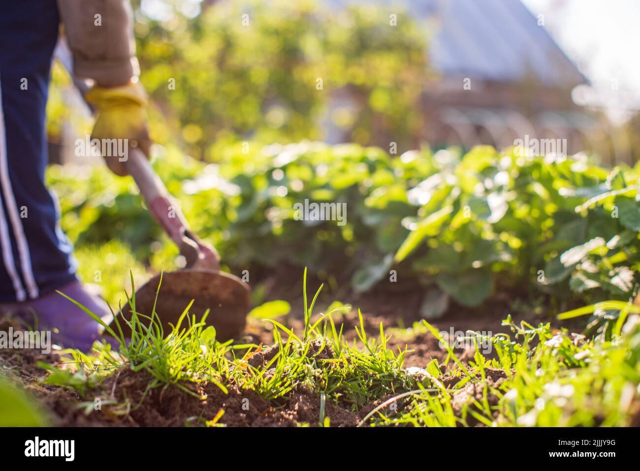 Preparing an agricultural field for planting seasonal vegetables and ...