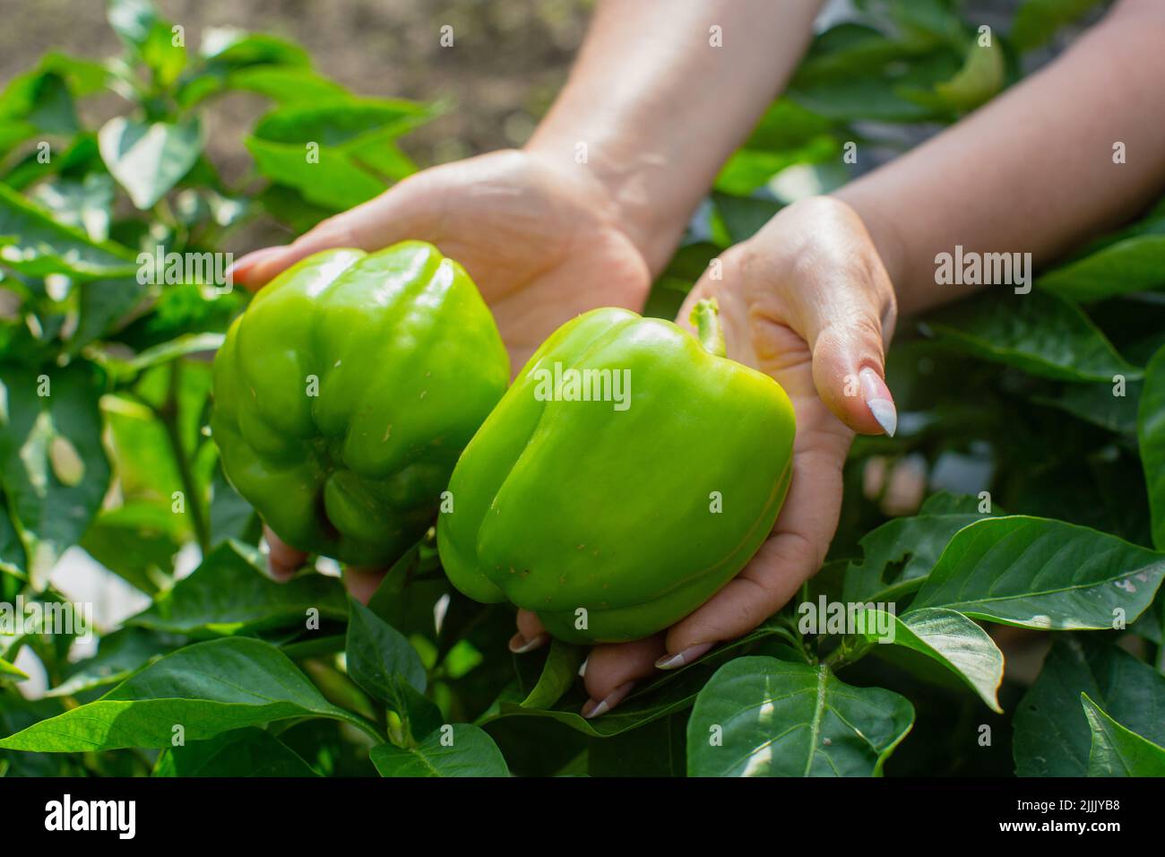 The farmer's female hands hold two green peppers against the backdrop ...
