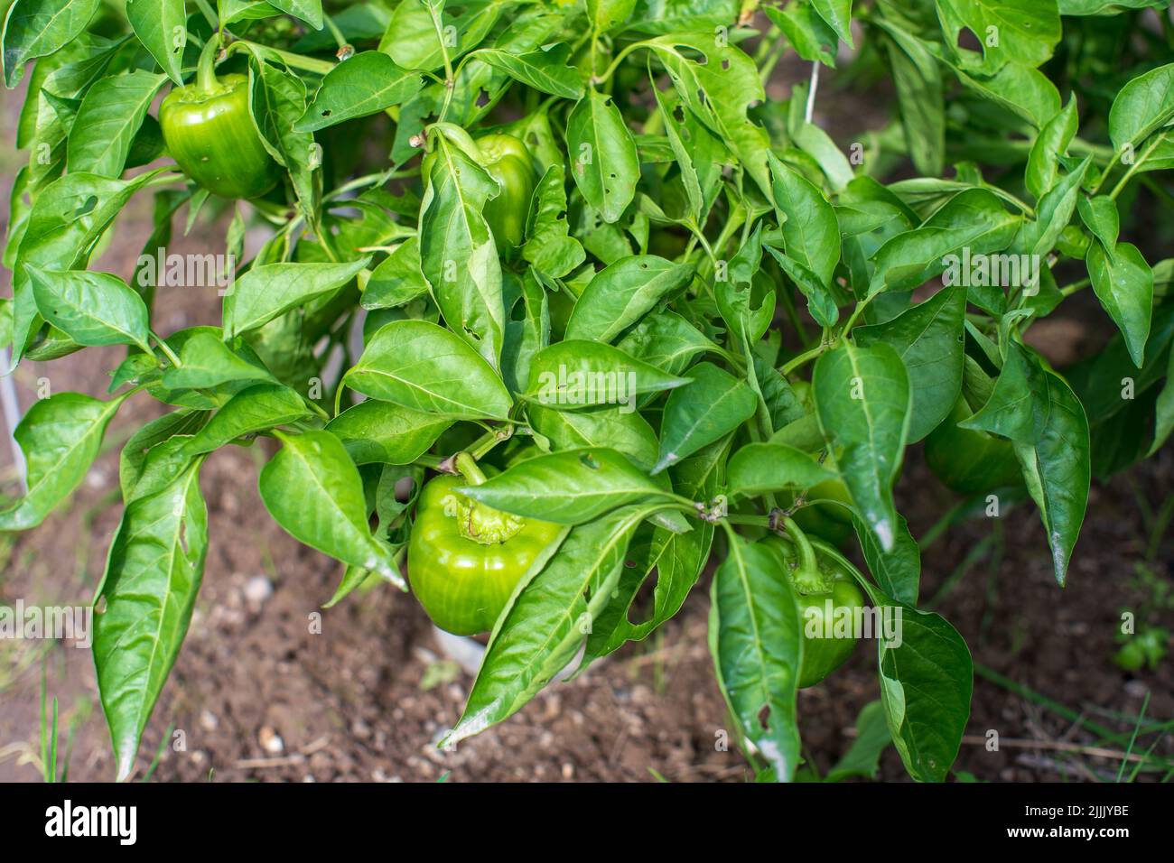 Green pepper in summer season. Agricultural beds. Growing vegetables ...
