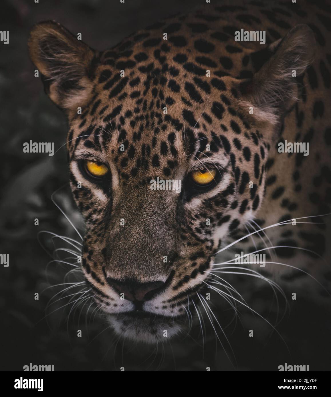 A closeup portrait of a fascinating ferocious Leopard with yellow eyes ...