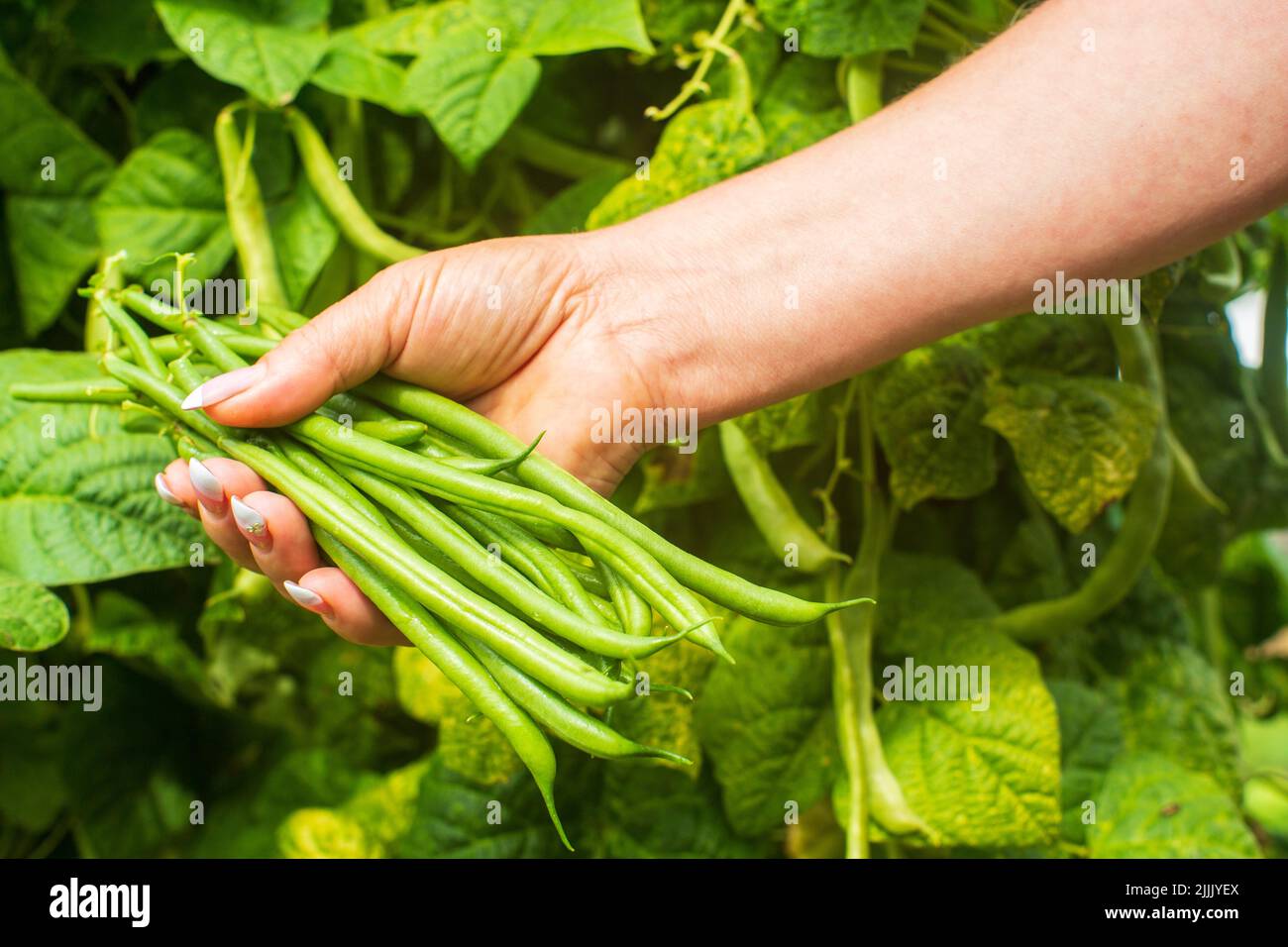 Farmer's hands harvest beans in the garden. Harvesting healthy food ...