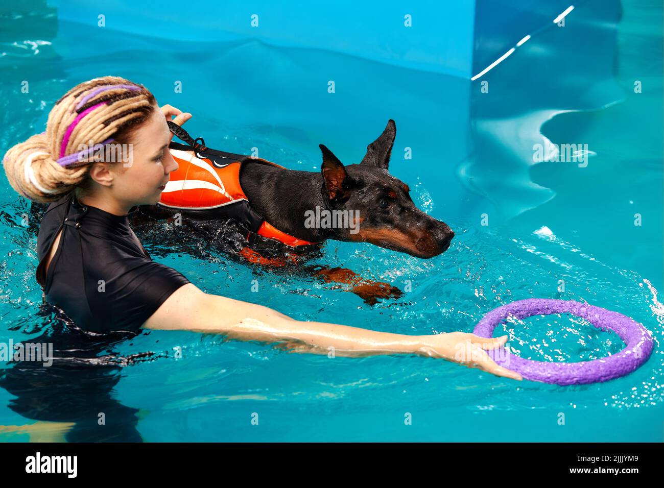 Dog in life jacket swim in the swimming pool with coach. Pet rehabilitation. Recovery training ...