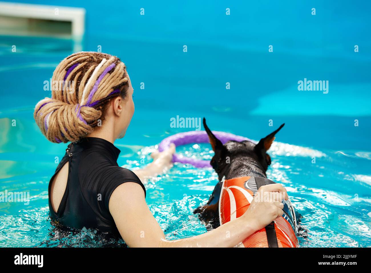Dog in life jacket swim in the swimming pool with coach. Pet rehabilitation. Recovery training ...