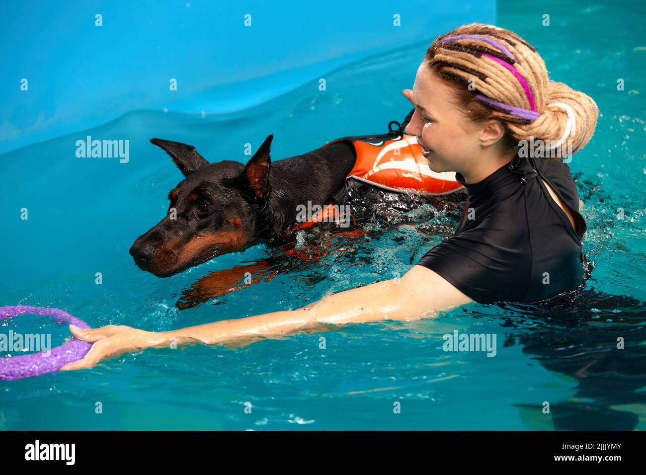 Dog in life jacket swim in the swimming pool with coach. Pet ...