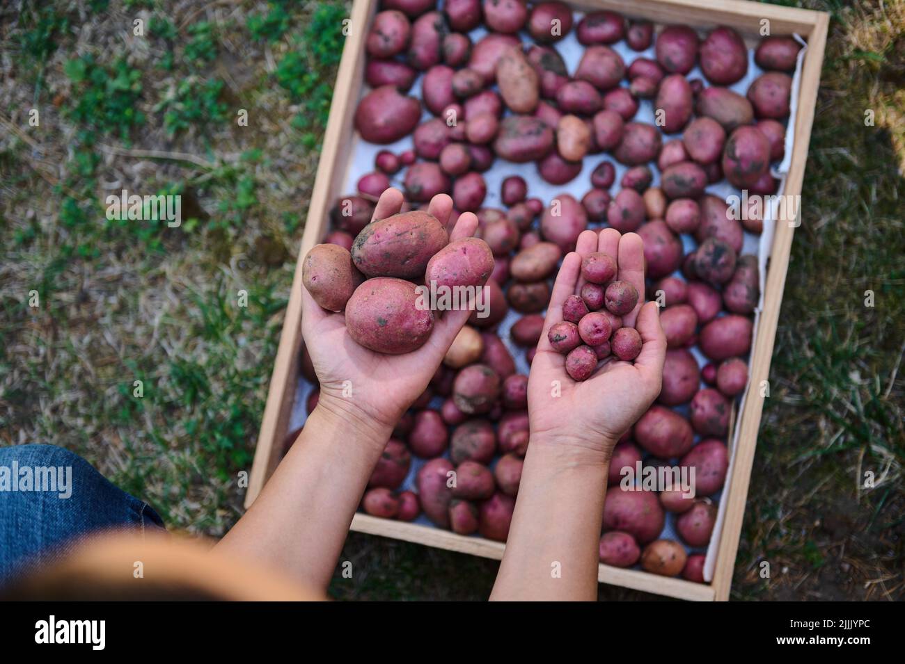 Details: Farmer's hands holding a small potato in one hand and a large ...