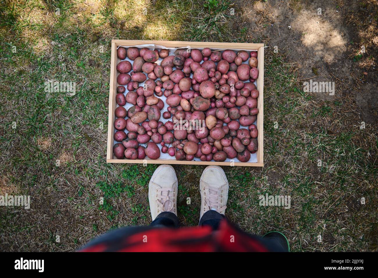 Farmer feet near a wooden crate with a fresh harvest of potatoes ...