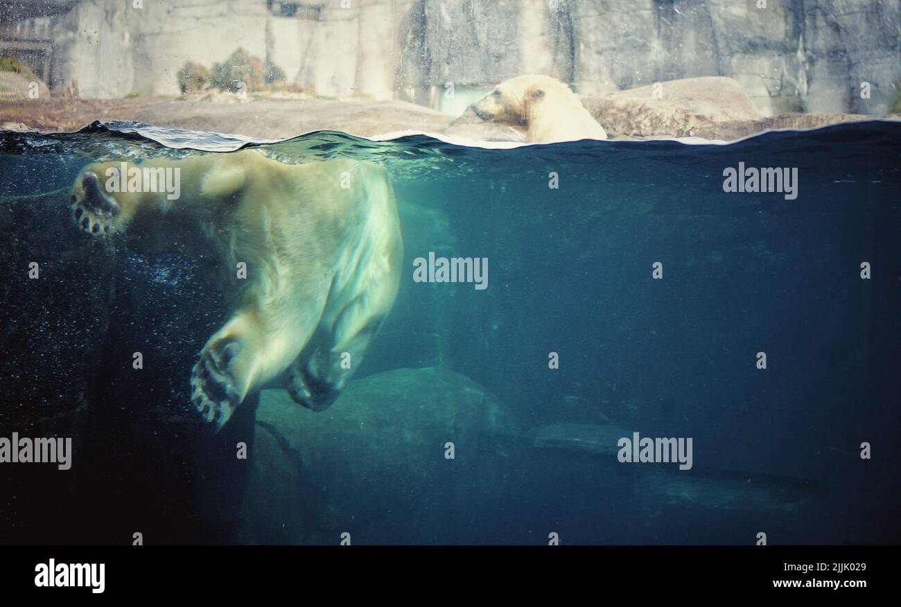Bear water zoo hi-res stock photography and images - Alamy