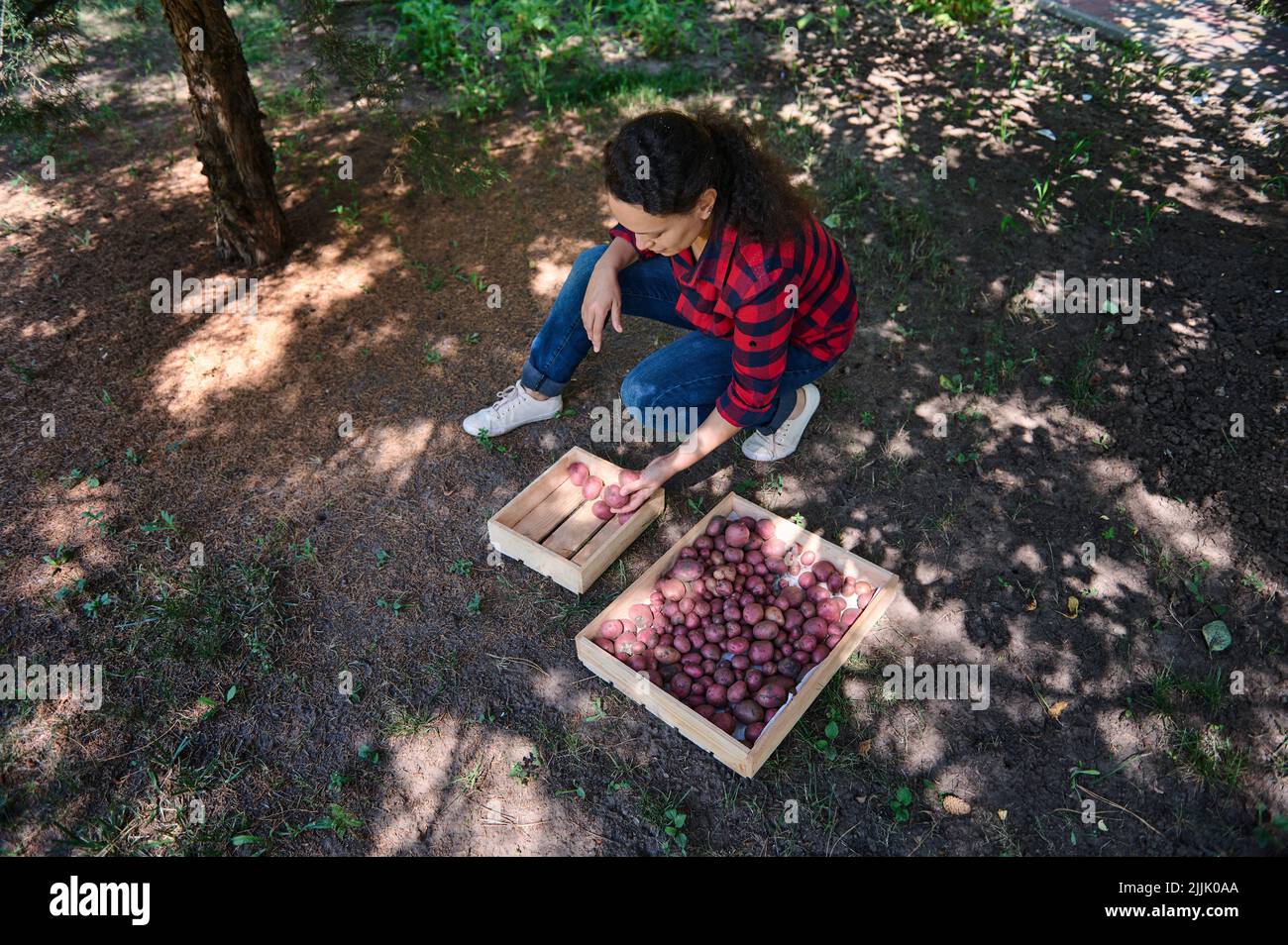 Top view of a woman agriculturist sorting freshly dug potatoes in ...