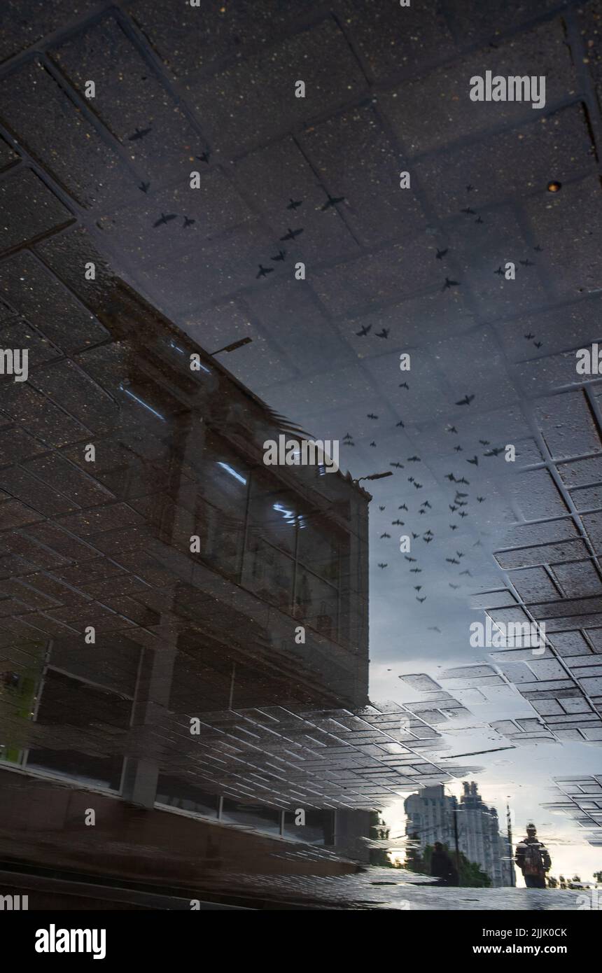 Reflection of a building and a flying birds in a puddle on the asphalt ...
