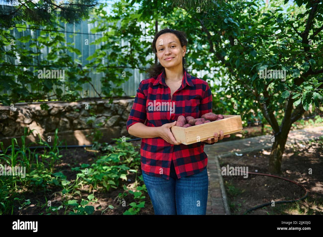 Hispanic woman, amateur farmer carrying a wooden crate of harvested ...