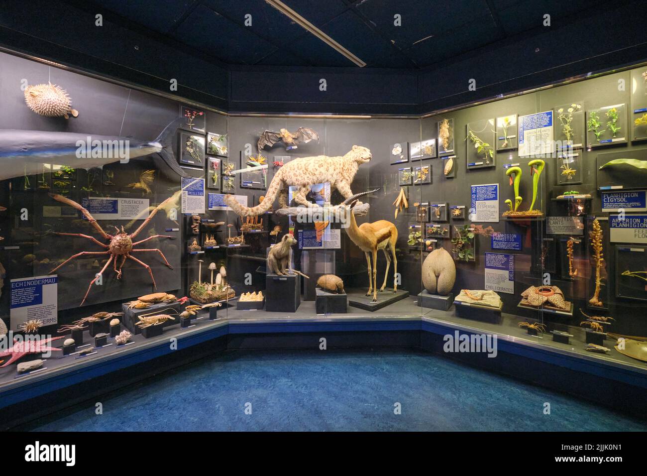 Flora fauna museum hi-res stock photography and images - Alamy