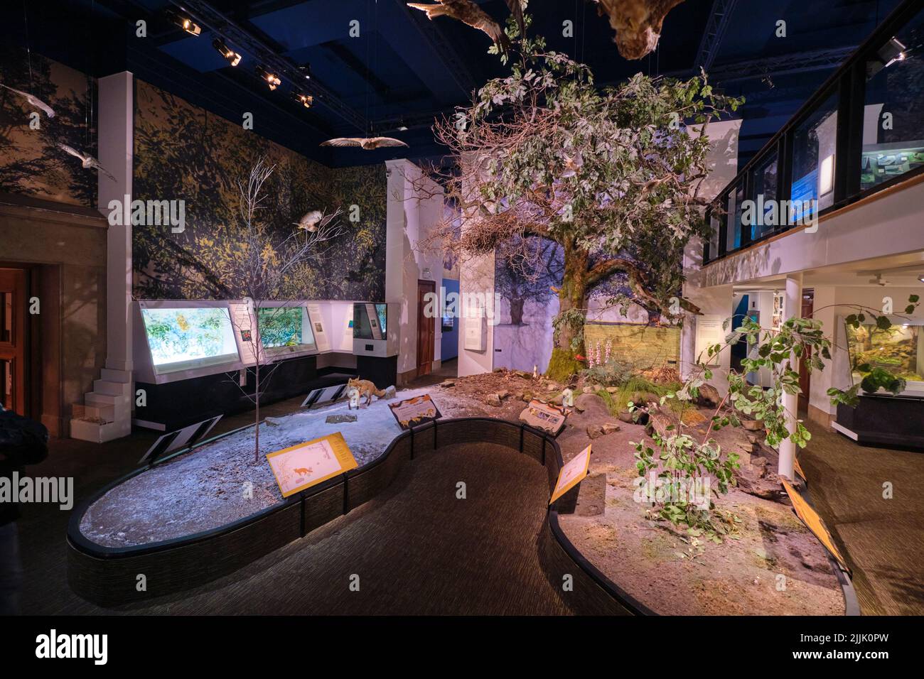 A taxidermy display of animals in a typical forest, including a fox and ...