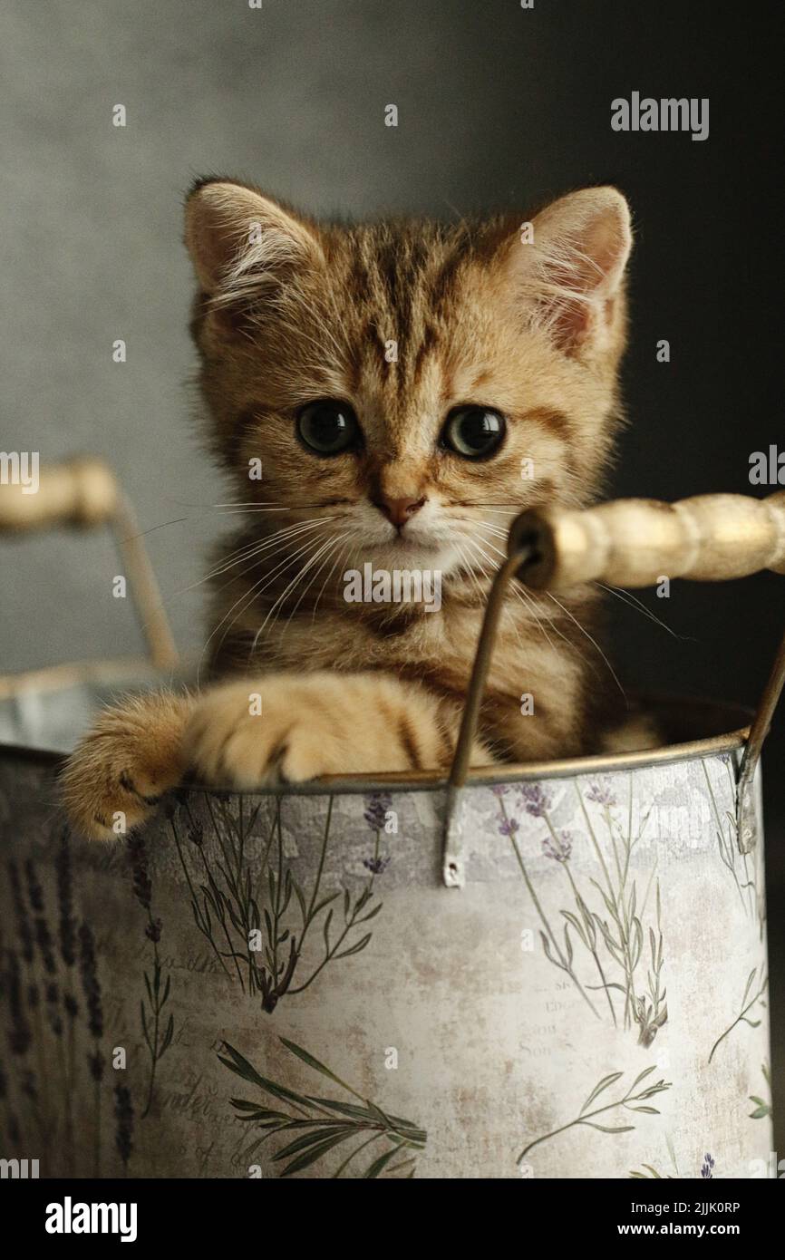 A vertical shot of striped brown kitten standing in pot and looking at ...