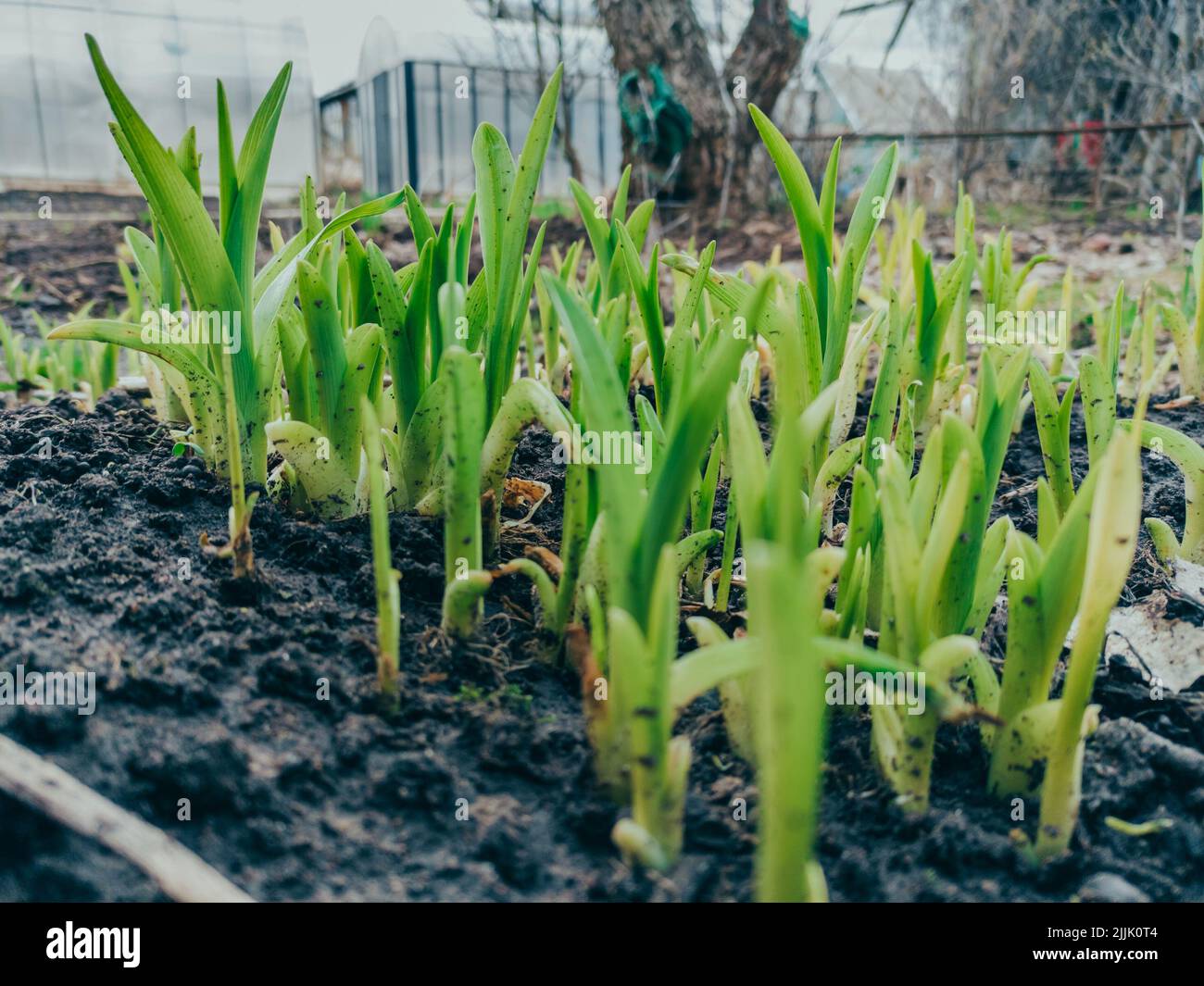 Young green shoots in the ground. Close-up of the new shoot of a young ...