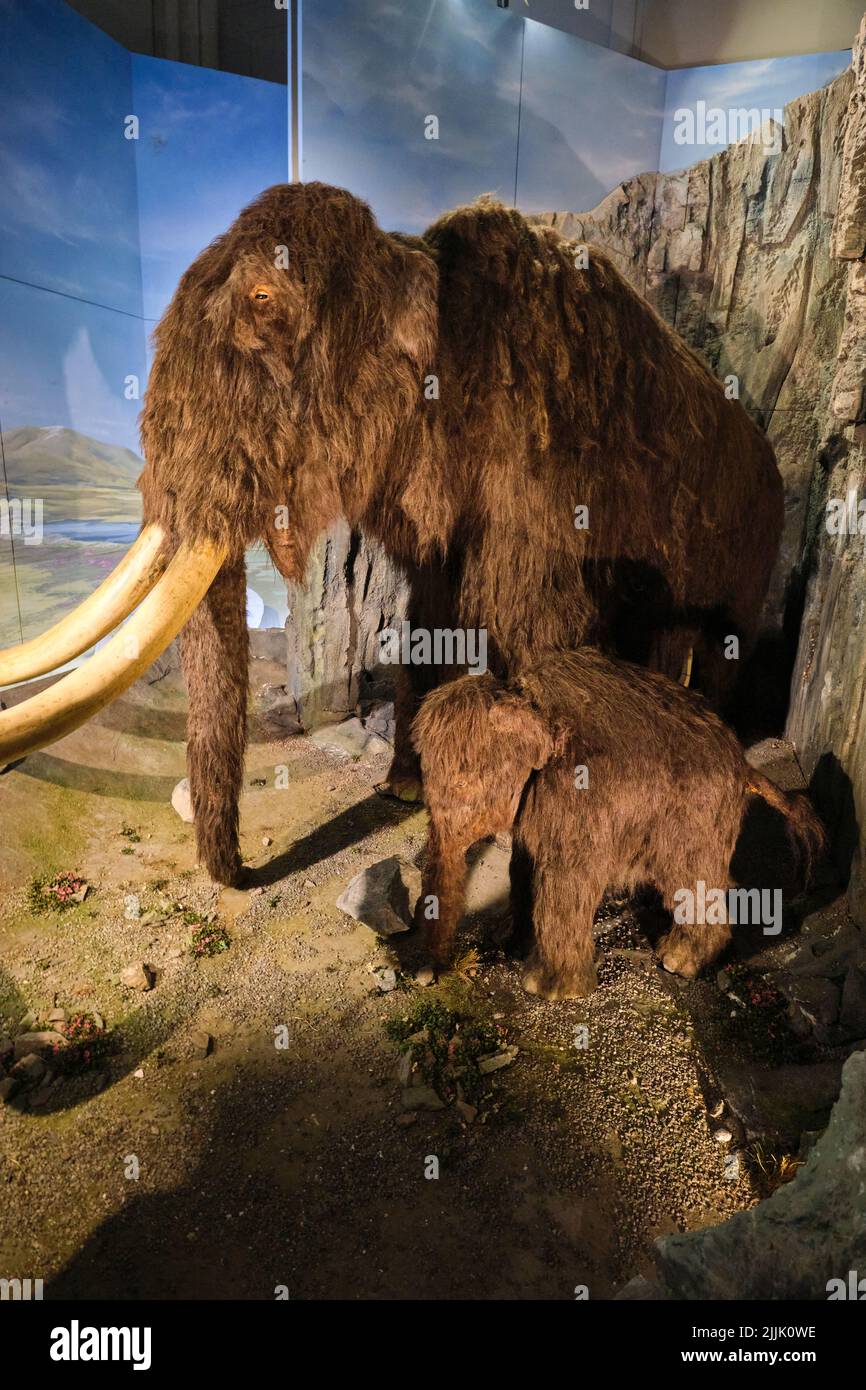 Diorama display of a stuffed model of a woolly mammoth with its baby ...