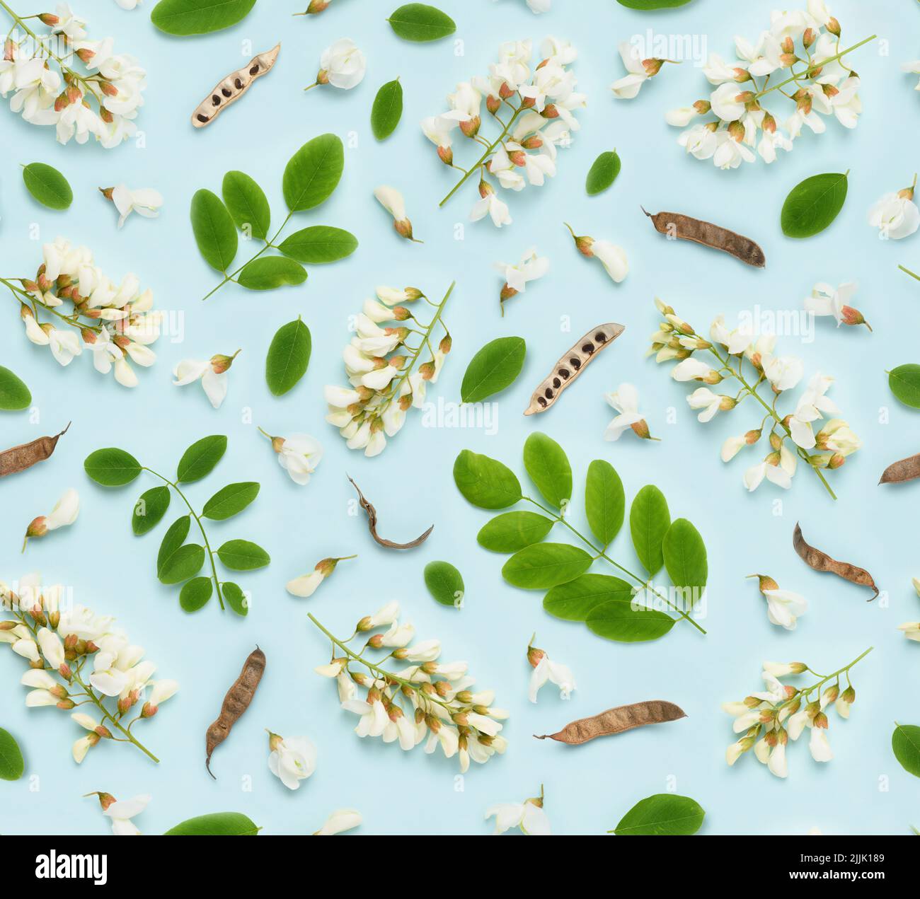 Seamless floral pattern of blooming white Robinia pseudoacacia or black ...