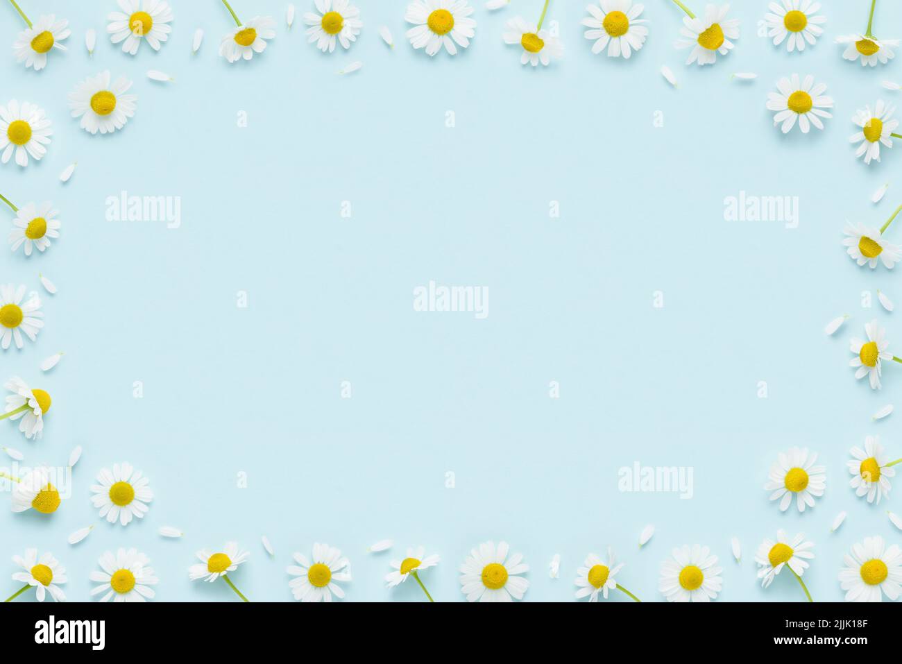 Chamomile flowers and petals frame border on blue background top view ...